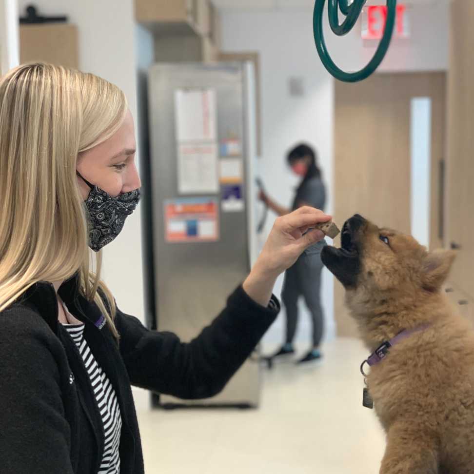 Our Values & Careers | Small Door Veterinary