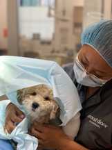 Veterinary Services in New York, NY | Small Door Veterinary