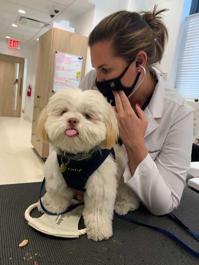 Veterinary Services in New York, NY | Small Door Veterinary