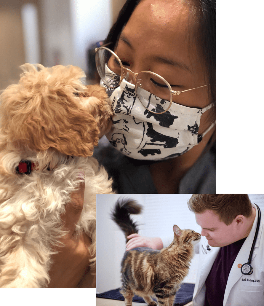 Accreditations | Small Door Veterinary