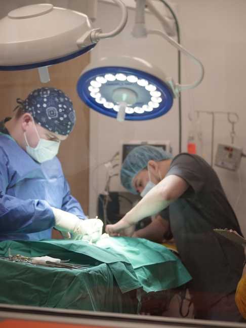 Veterinary Services in New York, NY | Small Door Veterinary