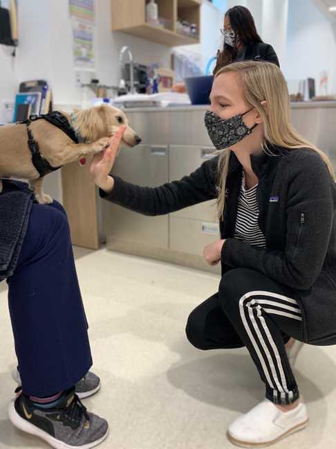 Veterinary Services in New York, NY | Small Door Veterinary